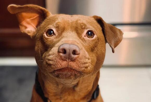 Hermon-based TikTok dog Tatum Talks wins Webby Award - NewsBreak