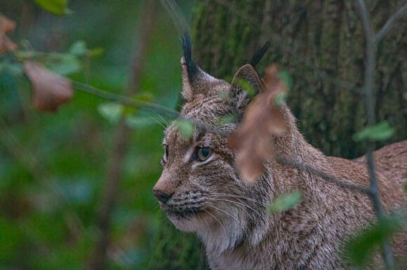 Wild Lynx Spotted for the First Time in a Century - NewsBreak