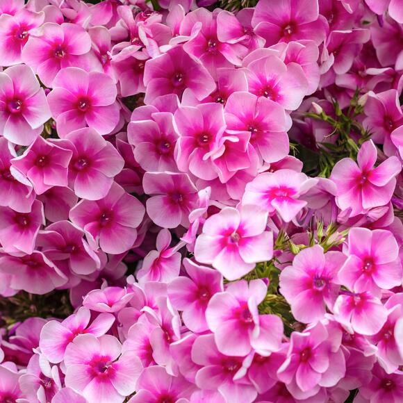 What Your Birth Month Flower Color Says About You – The Special Meaning ...