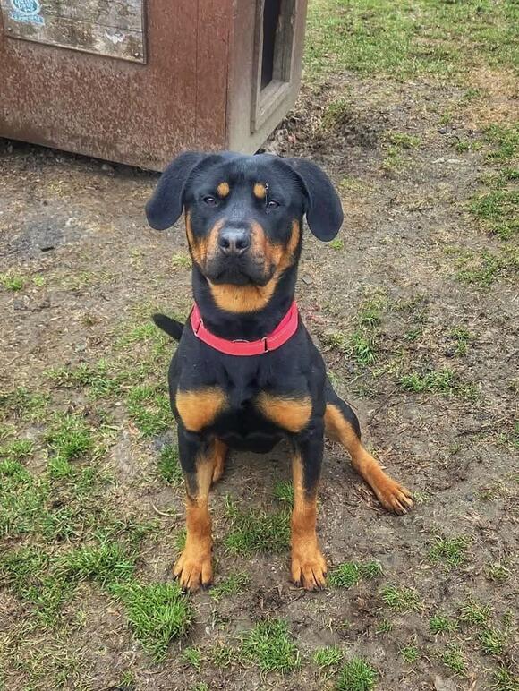 Young dog Bear needs patient adopter - NewsBreak