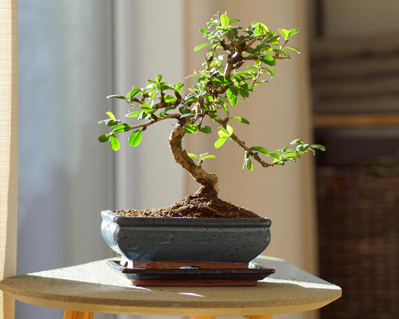 Behati Prinsloo and Adam Levine’s Bonsai Trees Make a Calming ...