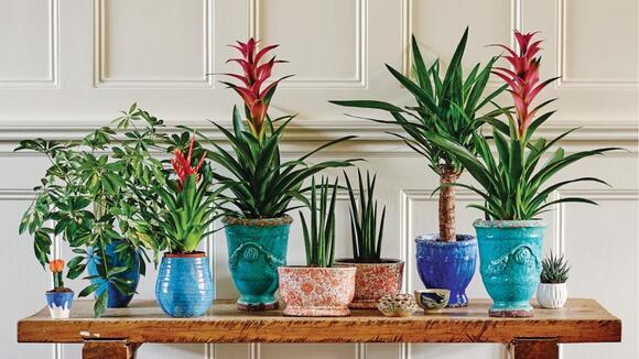 Forget Labubus, consumer experts have just named rare houseplants the ...