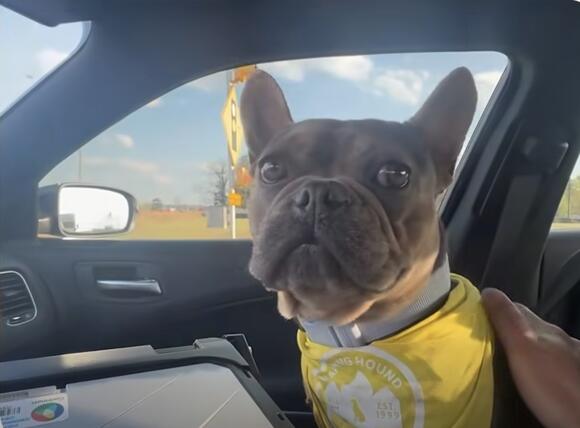 French Bulldog Stolen From Georgia Parking Lot Reunited With Owner ...