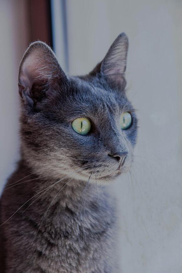 10 Hypoallergenic Cat Breeds That Still Cuddle - NewsBreak