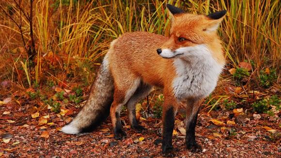 The Meaning Behind a Fox Crossing Your Path - NewsBreak