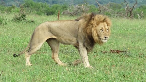 The Ethiopian Lion — A Rare Lineage Hiding in the Highlands - NewsBreak