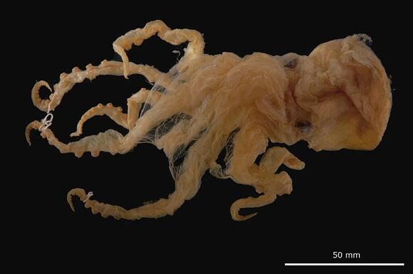 10 Newly Discovered Deep-Sea Creatures That Look Like Aliens - NewsBreak
