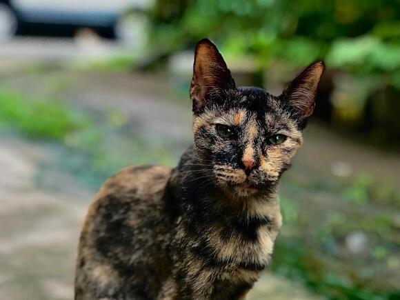 10 Most Popular Cat Breeds in the Philippines (With Care Tips) - NewsBreak