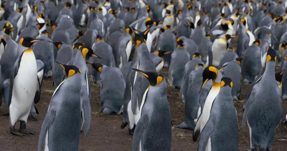 Satellite Images Uncover a Shocking New Threat to Emperor Penguin ...