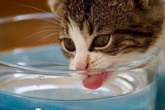 10 Ways to Relieve Digestive Discomfort in Cats - NewsBreak