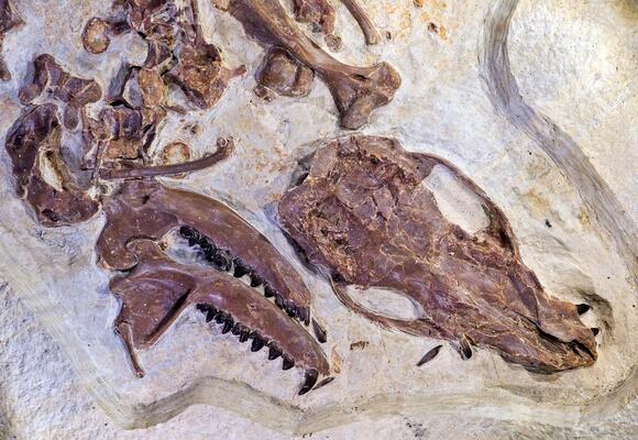 How Streams and Currents Scatter Bones Into Fossil Beds - NewsBreak