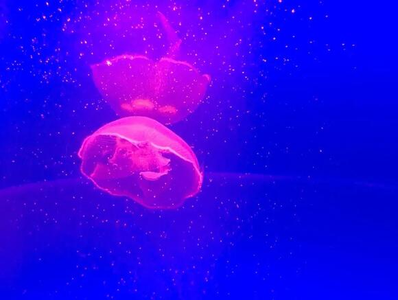 The Ocean’s Bioluminescent Creatures Light Up a Hidden Underwater ...