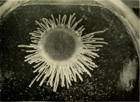 The Ocean’s Glass Creatures: Transparent Species and the Power of Being ...