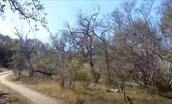 Texas Trucker Reports Shocking Bigfoot Sighting - NewsBreak