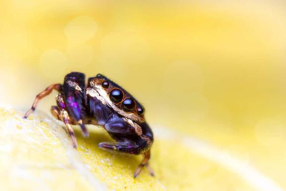 Meet the 10 Cutest Spiders in the World - NewsBreak