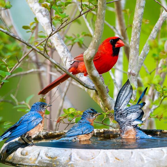 7 Birds to Watch Out for as They Return to Gardens in February (and How ...