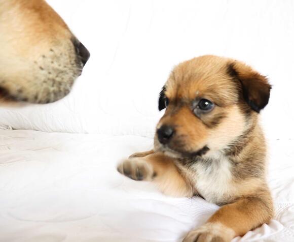 🐶 Playful Puppies & a Gentle Whippet Mix Ready for Adoption in Saint ...