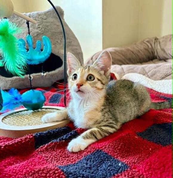 🐱 Playful & Sweet Kittens Ready for Adoption in Lyman, SC - NewsBreak