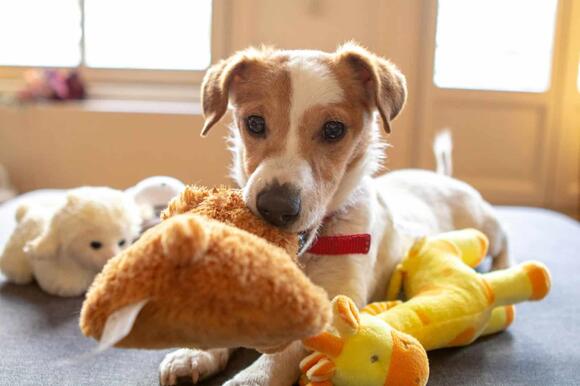 How to Provide Mental Stimulation for Your Pet - NewsBreak