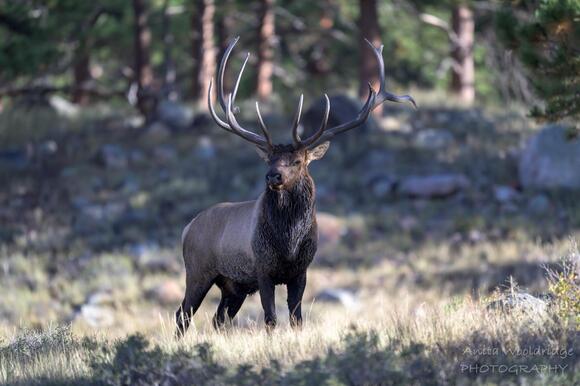 Colorado's wildlife community mourns the loss of Split 5, an Estes Park ...