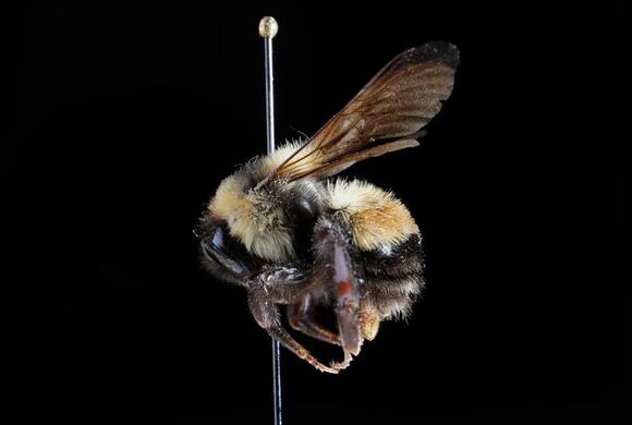 Rare, endangered bee gets habitat protection in Iowa, 5 other states ...