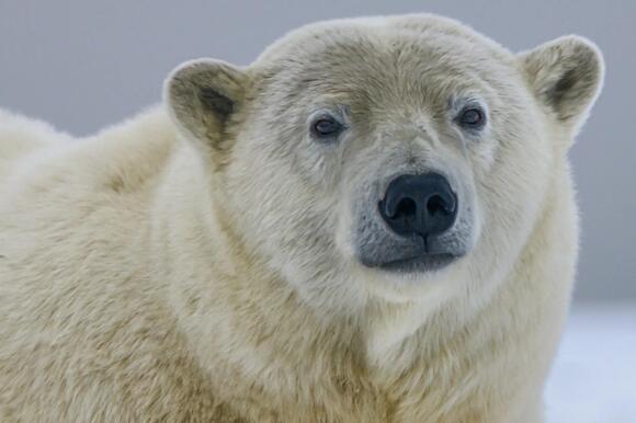 Behold the Arctic Titan: Unveiling the Largest Polar Bear on Record ...