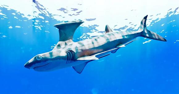 The Great Lakes’ Prehistoric Sharks: When Inland Seas Teemed with ...