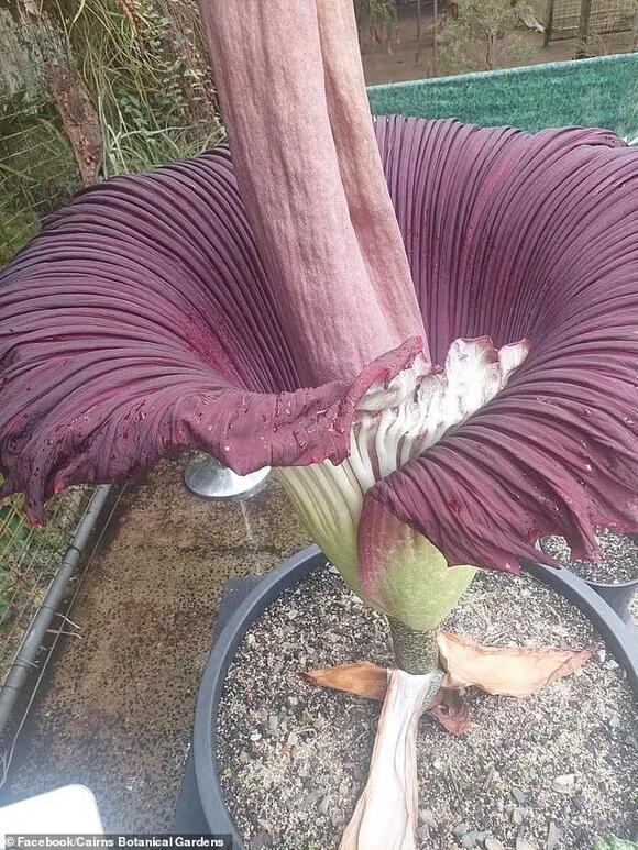 Corpse flower in Cairns Botanic Gardens blooms as visitors smell 'dead ...