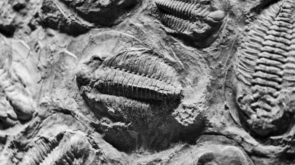 250 Million-Year-Old Amphibian Fossils Found in Australia - NewsBreak