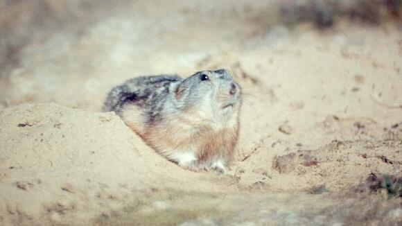 The Animals of Alaska That Live in the Ice Year-Round - NewsBreak