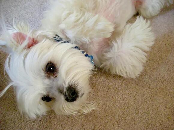 13 Things Dogs Do in the Last 24 Hours Before They Cross the Rainbow ...