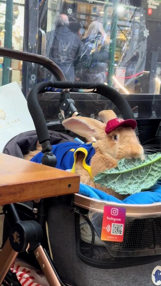 30-pound bunny rescued from slaughterhouse now a social media star and ...