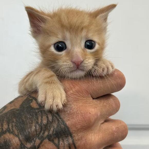 🐱 Playful, Gentle & Loyal Cats Ready for Adoption in San Antonio ...