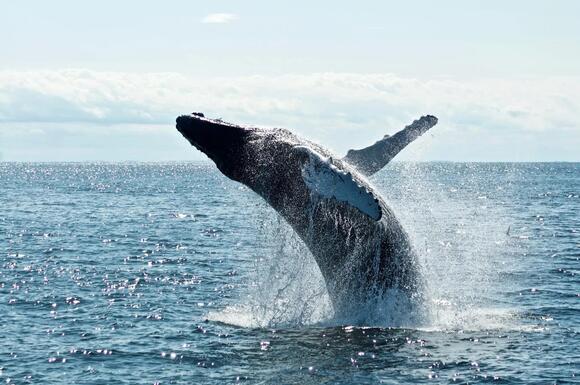 A Heartwarming Encounter with a Friendly Whale - NewsBreak