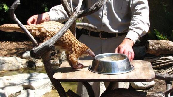 Why The Pangolin’s Tongue Is The Strangest Hunting Weapon In The Mammal ...