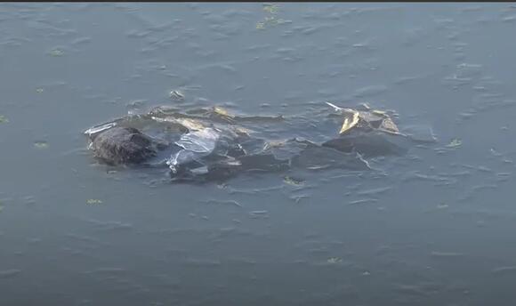 Alligators Freeze Themselves to Survive Cold Snap in North Carolina and ...