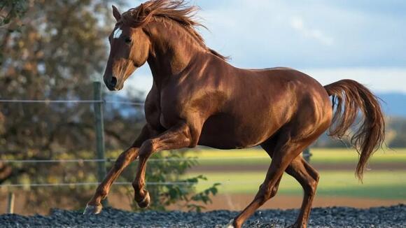 15 Horse Breeds That Bond So Deeply With One Rider They Never Fully ...