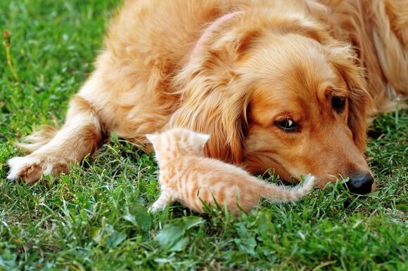 Orange Cat 'Works Overtime' To Groom All 80 Pounds of His Favorite ...