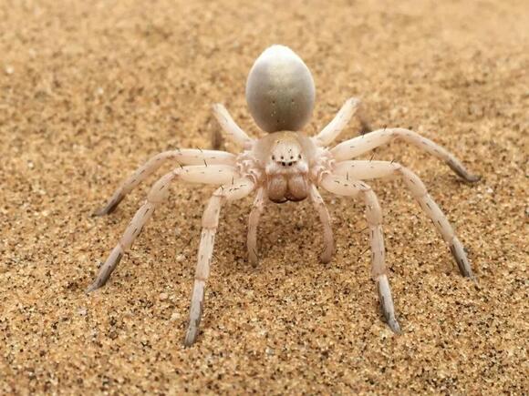 The Non-Venomous Spider That Uses Fake Vibrations to Lure Prey - NewsBreak