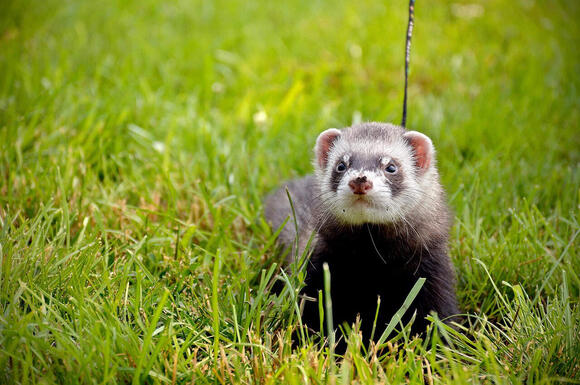 12 Pets That Sense Danger Before Humans Do - NewsBreak