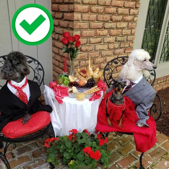 Washington State Ranks High In Pampering Pet Dogs - NewsBreak