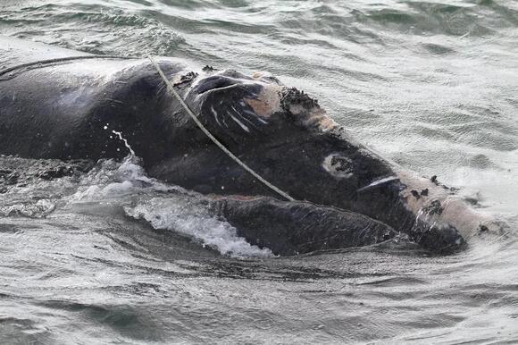 15 Heaviest Animals in the World Ranked by Weight - NewsBreak