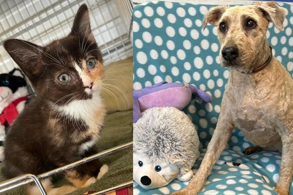 Humane Society Pets of the Week – March 10, 2024 - NewsBreak