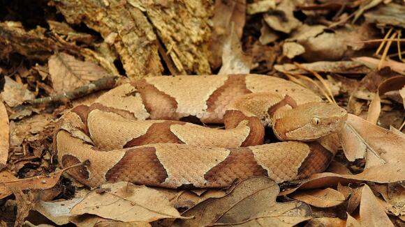 The states with the highest venomous snake bite reports - NewsBreak