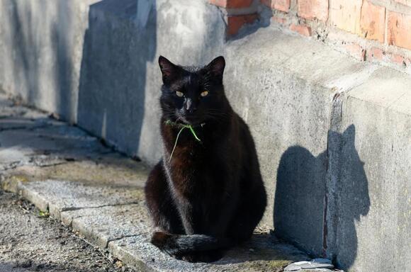 5 Domestic Cat Breeds That Closely Resemble Wild Big Cats - NewsBreak