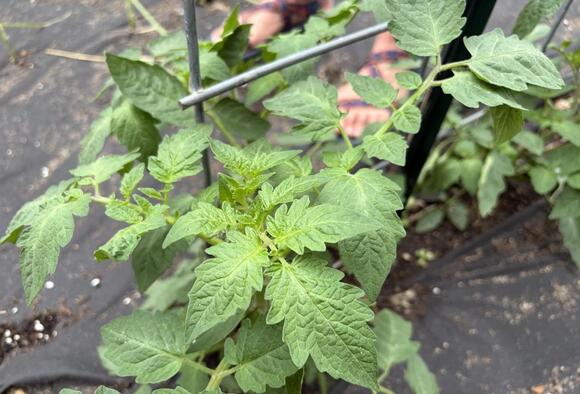 SCSU Community Garden Welcomes The Husky Tomato's First Field Trial ...