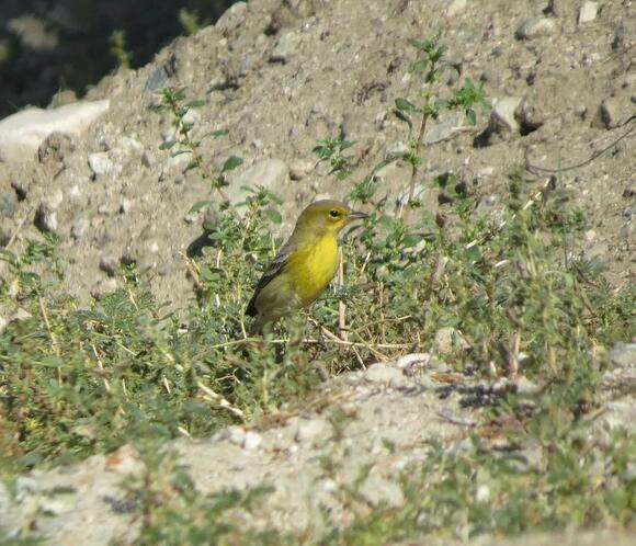Green Birds in Connecticut: 15 Species With Photos and ID Tips - NewsBreak