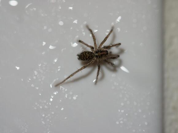 The Spiders in Your Toilet: A Deep Dive Into Australia’s Most Unwanted ...