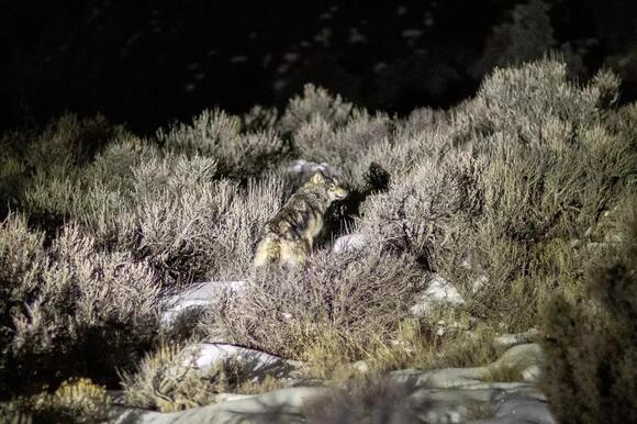 CPW Confirms Death of Another Gray Wolf in Colorado - NewsBreak