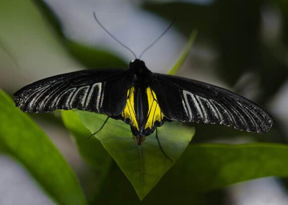 The 10 Most Common Animals That Represent Death - NewsBreak